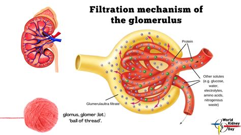 Glomerular Filtration Video Anatomy Definition Osmosis 49 Off