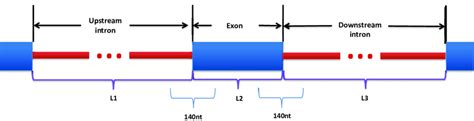 Illustration Of The Features Selection From ±70nt Around The