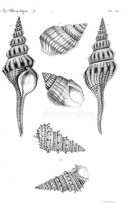 Cone Shell Stock Illustrations 1477 Cone Shell Stock Illustrations