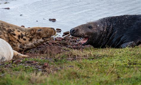 A Male Grey Seal Approaches A Female Grey Seal Causing Aggression St