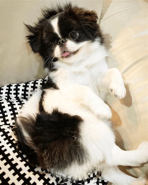 9 Mo Adult Pekingese For Adoption Proverbs 12 10 Animal Shelter