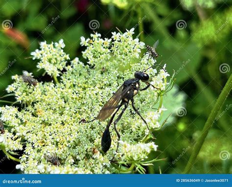 Thread Waisted Wasp Sand Sphecid Wasp Or Digger Wasp Sphex Dorsalis