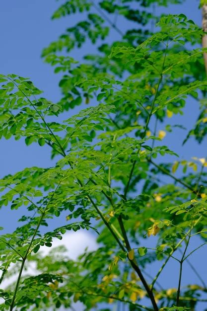 Moringa Oleifera는 Moringaceae의 빠르게 성장하고 가뭄에 강한 나무입니다 양 고추 냉이 나무 프리미엄 사진