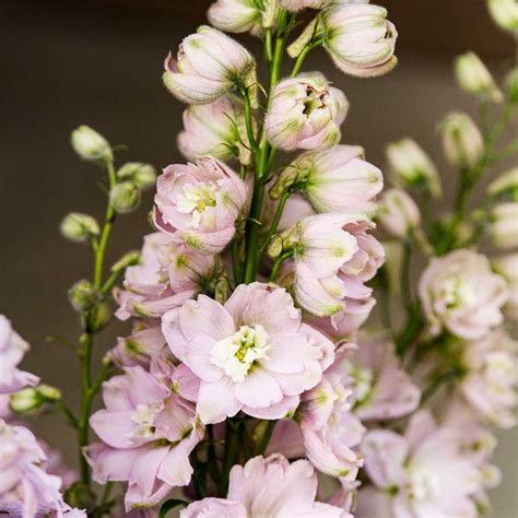 Delphinium Mf Cherry Blossom Plants