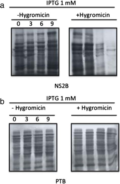 E Coli Bl21 Plyss Transformed With Ns2b A And Ptb B Expression