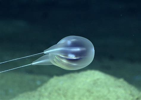 科學家發現新凝膠狀生物 屬櫛水母動物門｜即時新聞｜國際｜oncc東網