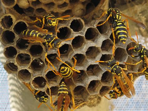 Wasp Yellowjackets And Hornet Removal