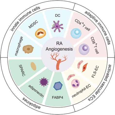 Frontiers The Notch Signaling Regulated Angiogenesis In Rheumatoid