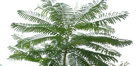 Brazilian Fern Tree The Impatient Gardener