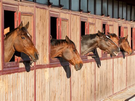 Stables Meaning