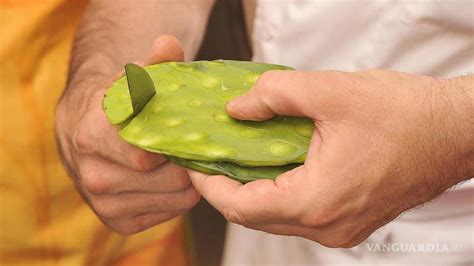 Científicos Comprueban Beneficios Del Nopal En Personas Obesas O Diabéticas