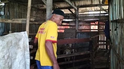 2 Kambing Milik Warga Depok Hilang Tersisa Jeroan Di Kandang