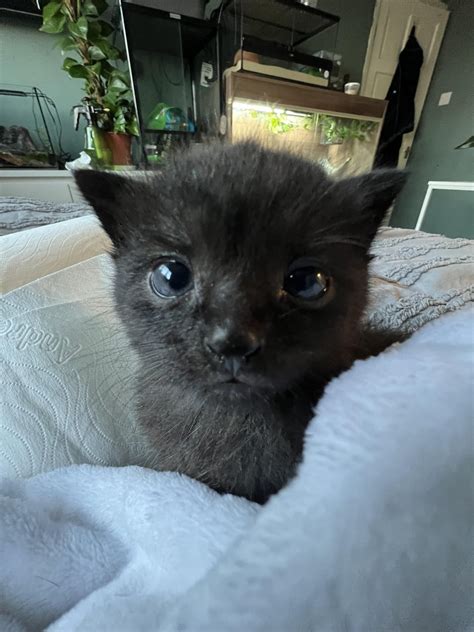 Name My Rescue Kitten R Namemycat