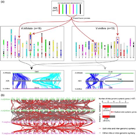 Tracing Shared Genome Reshuffling Between Akebia Trifoliata And Vitis