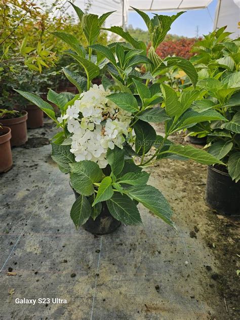 Хортензия за сянка Цветя декоративни растения Павликени Хортензия за сянка цена 12