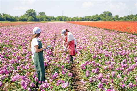 로즈 필드에서 젊은 세대와 함께 일하는 활동적인 노인 장식 장미의 풍요로움이 절정에 달합니다 개화에 대한 스톡 사진 및 기타
