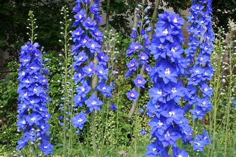 Delphinium New Millenium Cobalt Dreams Rittersporn