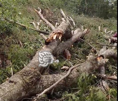 Denuncian Tala De Rboles En Humedal De Arco Sur