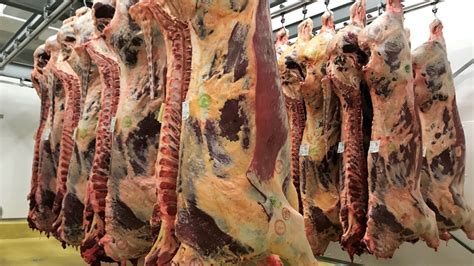 Beef Kill Weekly Cattle Supply Remains Above 39000 Head Agrilandie