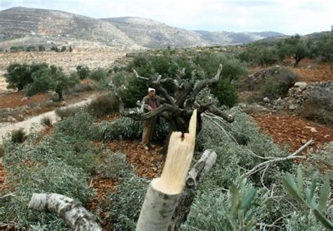 تخریب محیط زیست فلسطین توسط شهرکنشینان صهیونیست ایرنا