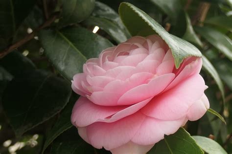 P1057982 おとめちゃん by いちごいちえ ID12400386 写真共有サイト PHOTOHITO