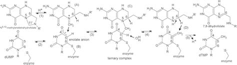 Thymidylate Synthase Catalyzed Reaction Download Scientific Diagram