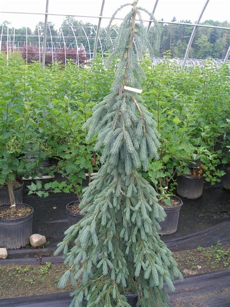 Picea Glauca Pendula Weeping White Spruce
