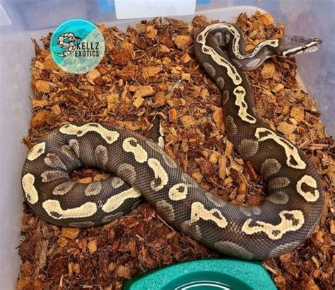Ghi Mojave Ball Python By Multiplayer Morphs