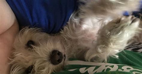 Oz For Comparison Album On Imgur