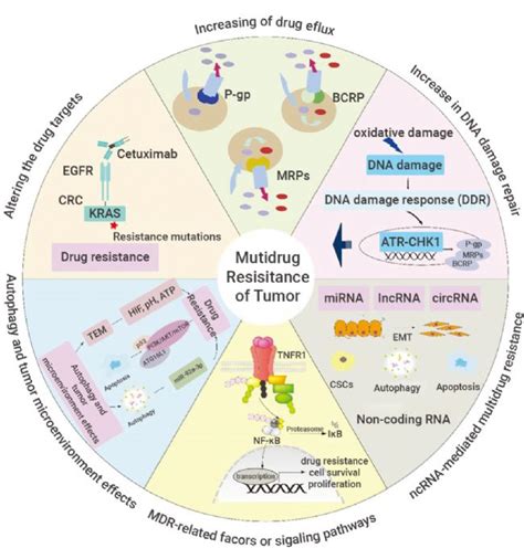 科研助攻 速戳！天然产物如何对抗癌症多药耐药性？ Medchemexpress Mce 脉脉