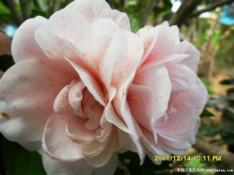 七仙女茶花带花苞 茶花篇 兰花交易网论坛