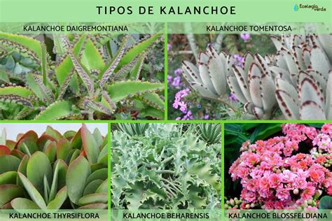 Planta kalanchoe cuidados y para qué sirve Guía completa con vídeo