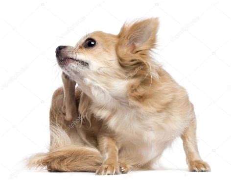 ¿mi Perro Chihuahua Tiene Sarna Tratamiento Para Combatirla