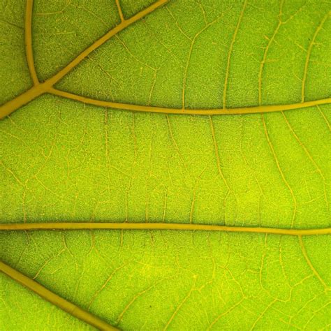 Fondo De Hoja Verde Naturaleza Textura Foto Premium