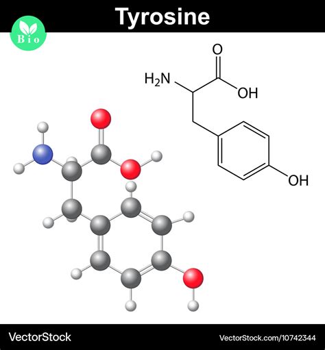 Phenylalanine Amino Acid Chemical Structure Vector Image