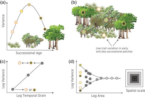 Power Laws And Plant Trait Variation In Spatio‐temporally Heterogeneous Environments Hulshof