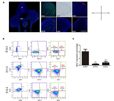 Figure 1 From Sca 1 Ly6a Mesodermal Skeletal Progenitor Subpopulations Reveal Differential