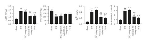 Mir 375 3p Inhibitor And Ferrostatin 1 Alleviate Cardiac Fibrosis In An