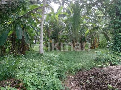 කීනවල වටිනා බිම්කොටස් දෙකක් විකිණීමට තිබේ Ikman