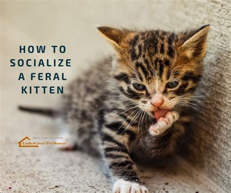 70 Sweet And Unique Female Cat Names For Rescue Cats Youll Love Cute