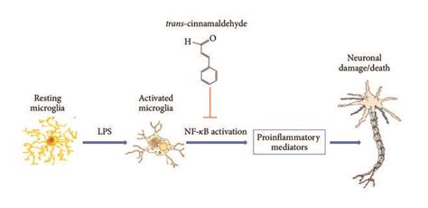 Schematic Diagram Representing Tcas Inhibition Of Microglial