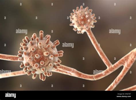 Histoplasma Capsulatum Fungus Illustration Stock Photo Alamy