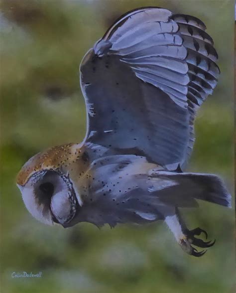 Female Barn Owl By Huckerback6 On Deviantart