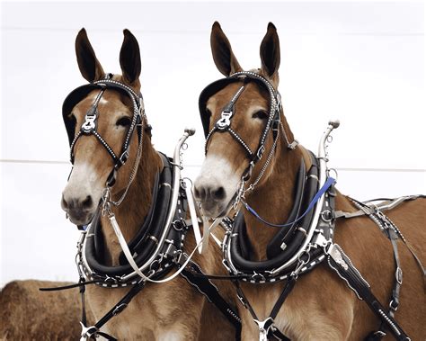 Buy The Best Draft Horses And Mules Online