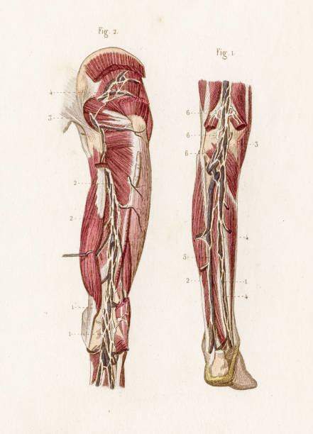 Sciatic Nerve Illustrations Royalty Free Vector Graphics And Clip Art