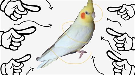 رحلتنا لشراء بغبغاء ثالث🦜 Youtube