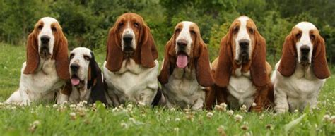 Como Cuidar De Um Basset Hound Filhote Cuidados E Doenças Mundo Ecologia