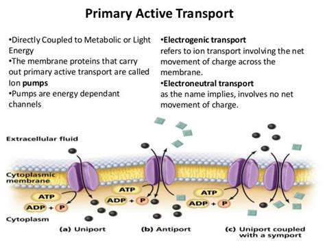 Ion Homeostasis In Plant Cells