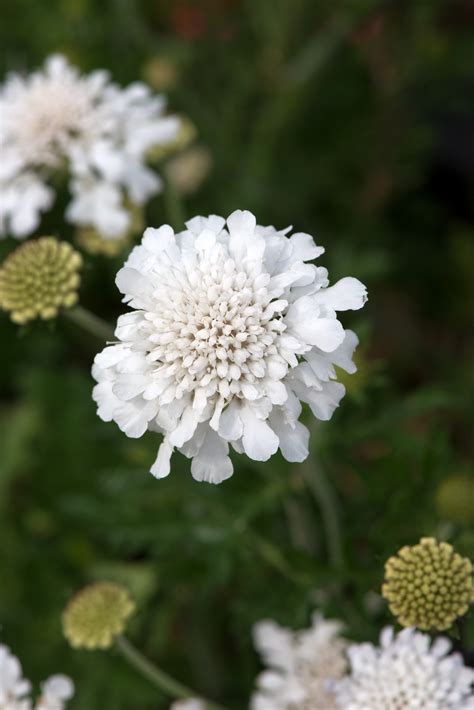 Scabiosa Flutter Pure White 3l Golden Valley Plants