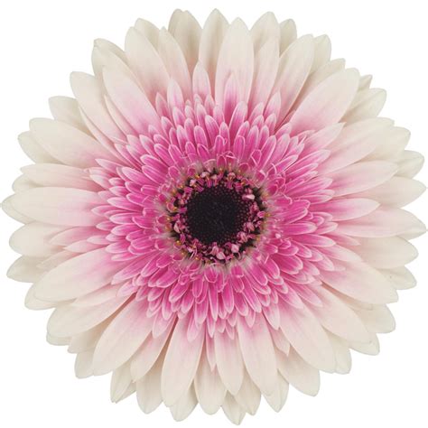 Lisandra Bi Colour Gerbera Flower